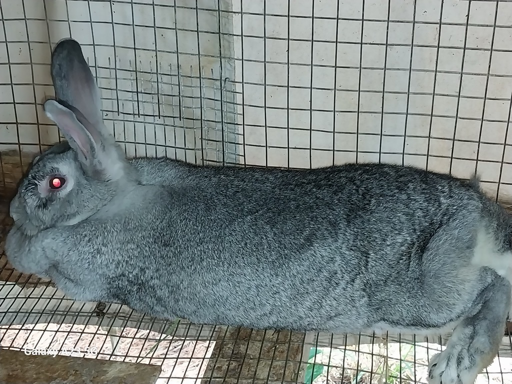 Raising Meat Rabbits: A Complete Guide for Beginners