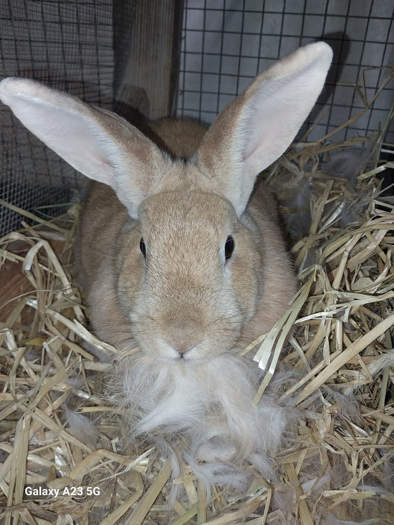 Raising Meat Rabbits: A Complete Guide for Beginners